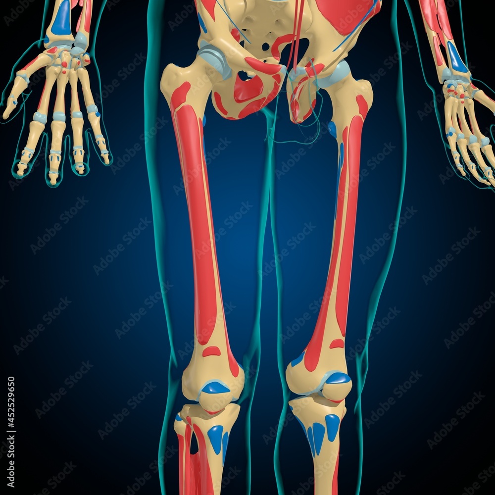 Skeleton with Muscle Origins and Insertions Anatomy For Medical Concept ...