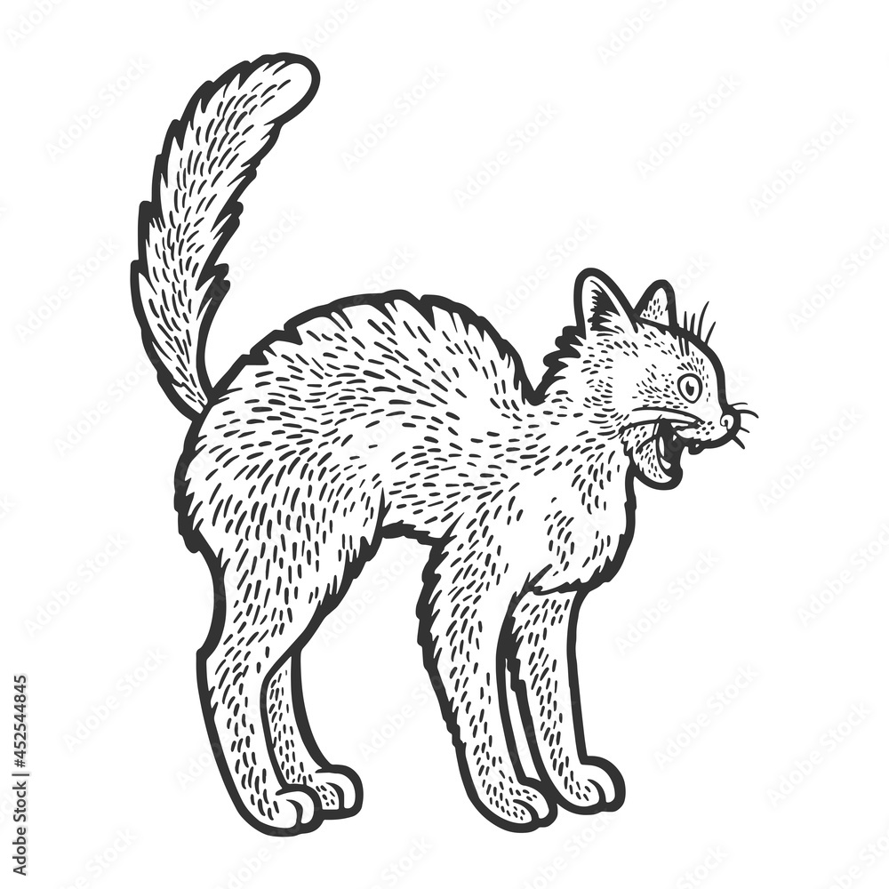 Scared Cat Drawing