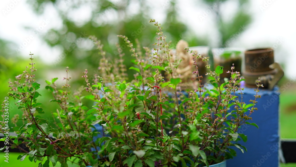 Tulsi or Ocimum tenuiflorum sanctum plant. many branched subshrub, 30 ...