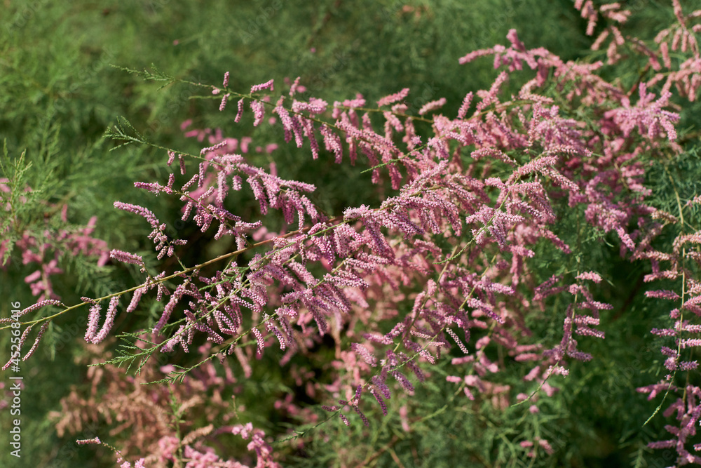 Tamarisk pink flowering shrub branches, Tamarix parviflora, detail of ...
