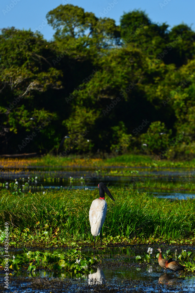 Foto De A Jabiru Stork Jabiru Mycteria Also Known As Tuiuiú And Two