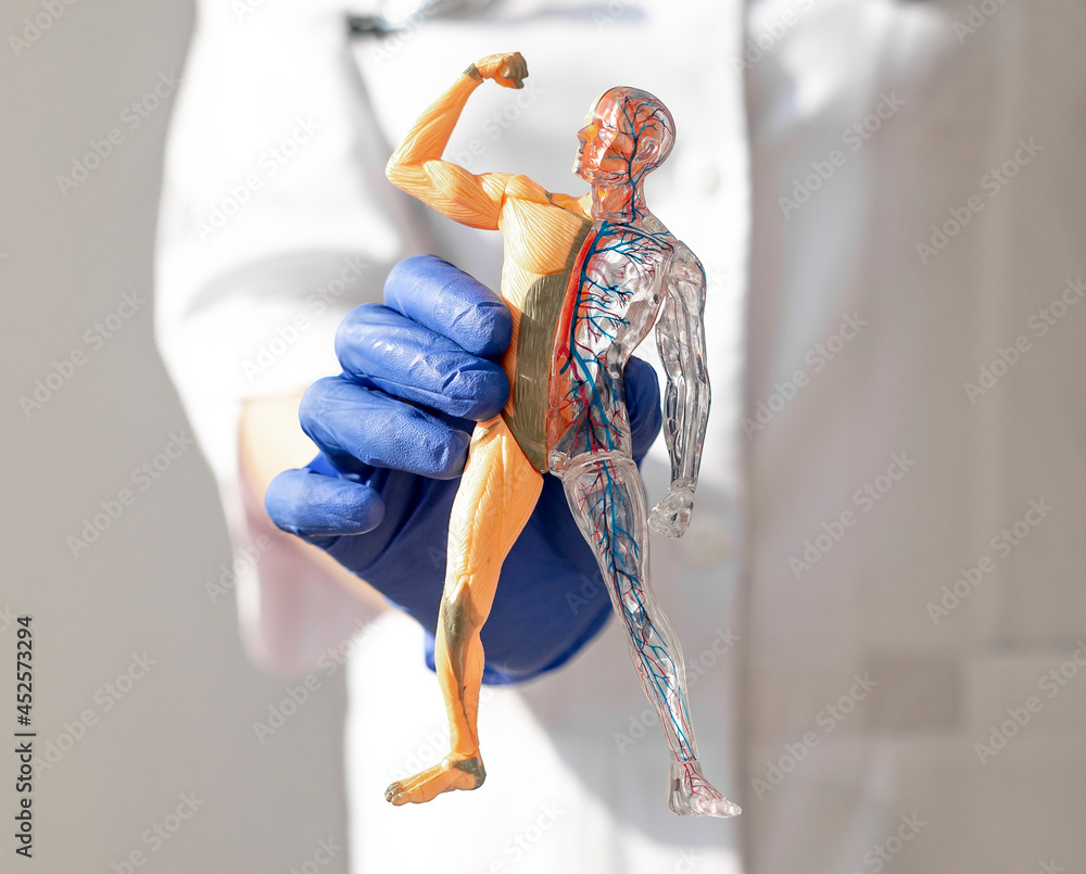 Hands holding skinless human body 3d model. Body circulatory and ...