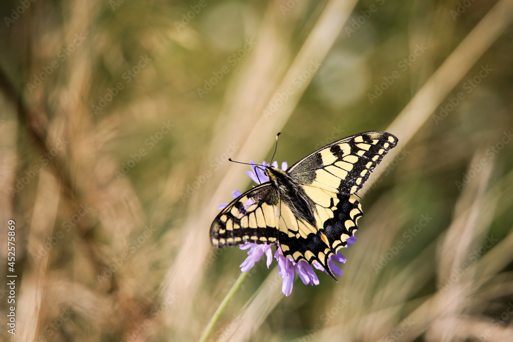 Motyl Stock Photo | Adobe Stock