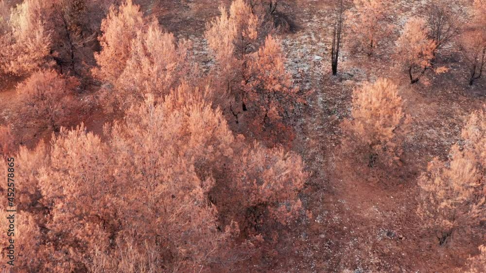 Scorched discolored pine trees after fire. Singed and yellowed ...
