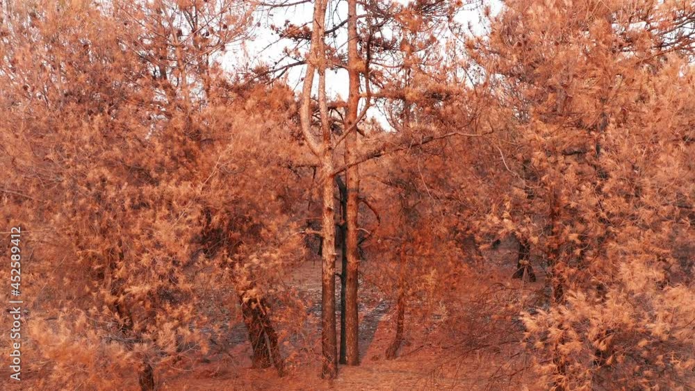 Scorched discolored pine trees after fire. Singed and yellowed ...