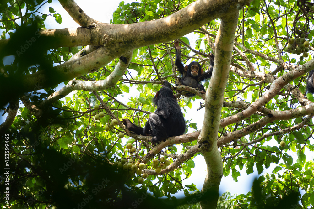 Chimpanzee in the top of tree. Primate are eating fruits. Wildlife in ...