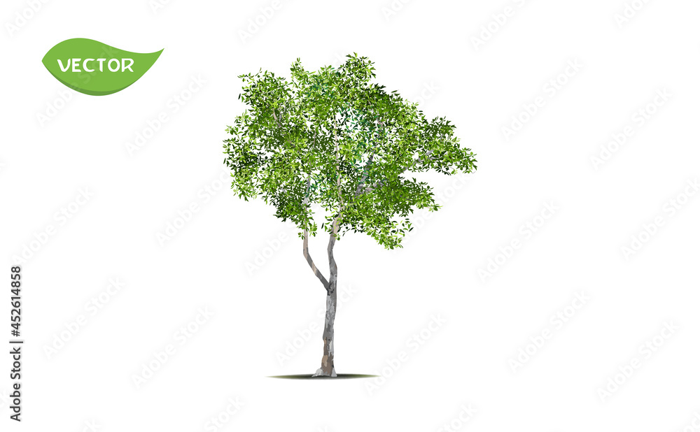 Isolated green tree on white background. Single tropical tree in vector ...