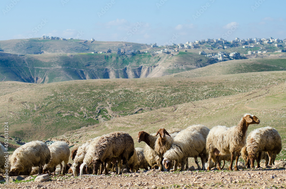 sheep in the mountains in Area C in Palestine Israel foto de Stock ...
