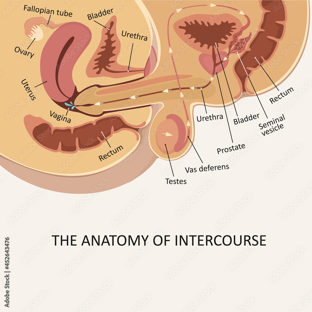 Male Female Intercourse Anatomy Eage Tutor