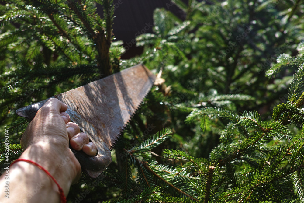 trimming a fir tree Stock Photo | Adobe Stock
