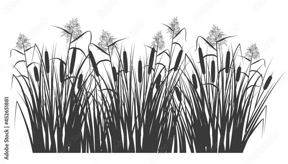 Silhouette of reed and cane in green grass. Swamp and river plants ...