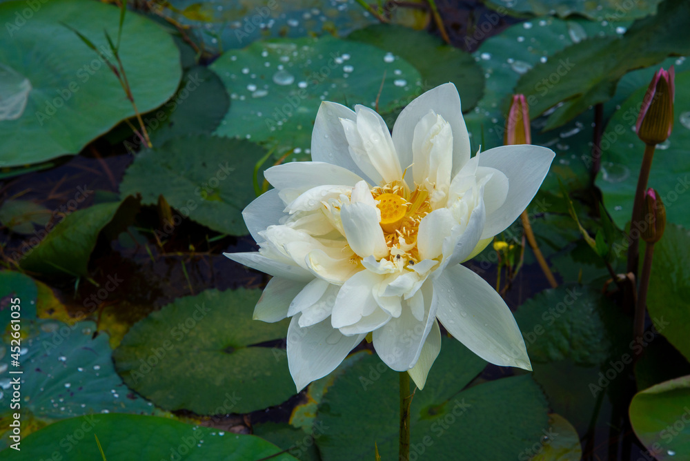 Nature photography - white lotus flower with green leaves, The ...