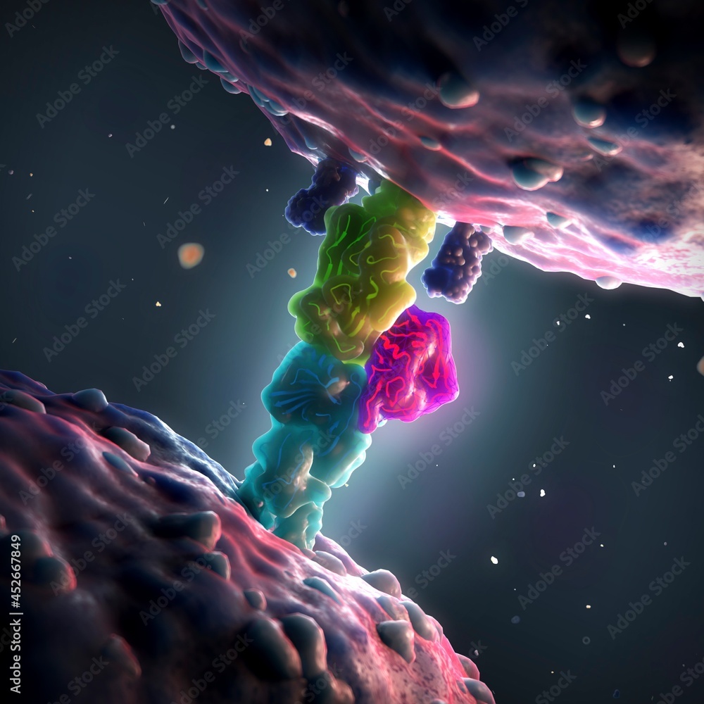 Superantigen binding to a T-cell receptor, illustration Stock ...