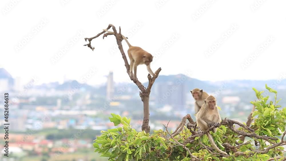 Close-up background view of wild animals (monkeys), high mountain ...