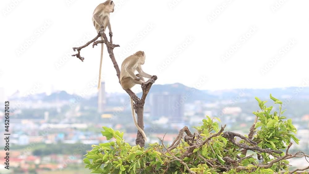 Close-up background view of wild animals (monkeys), high mountain ...