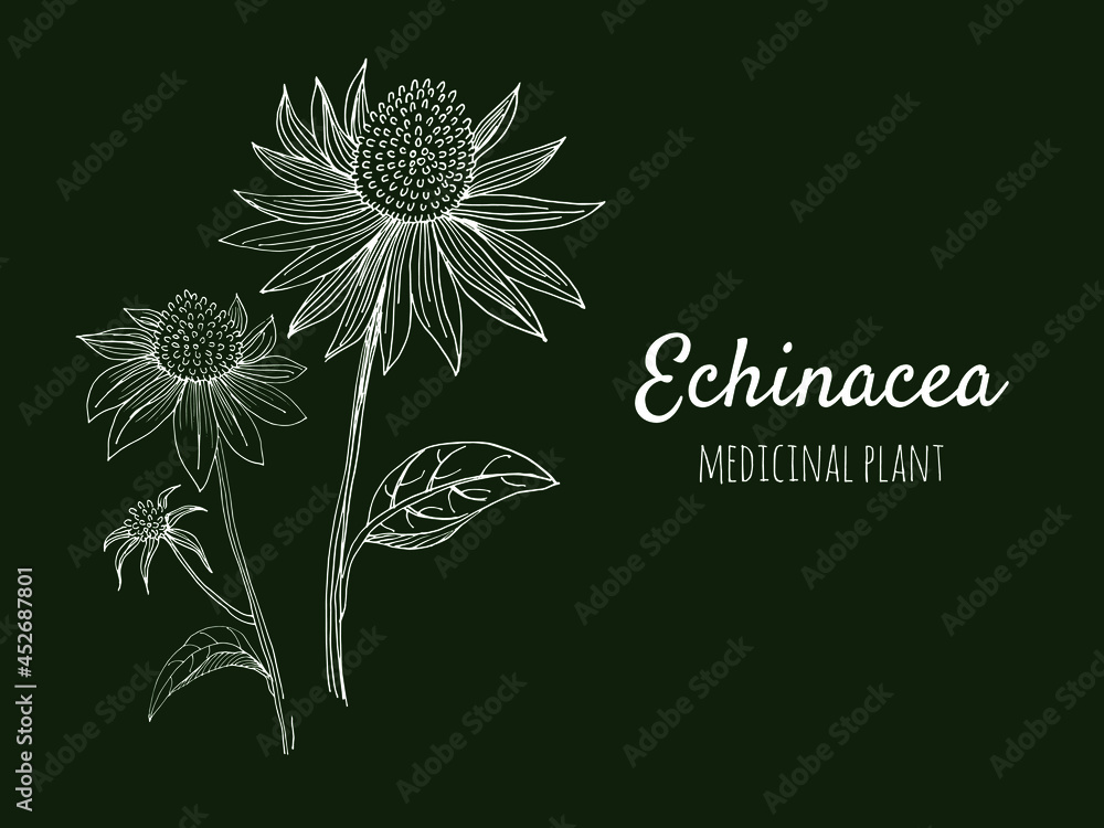 Echinacea vector drawing. Isolated flower and leaves. Herbal engraved ...