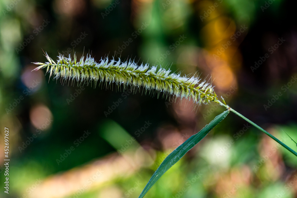 Cenchrus purpureus, synonym Pennisetum purpureum, also known as Napier ...