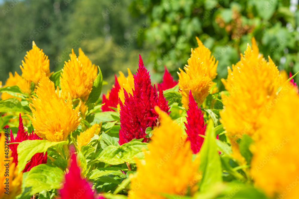 Plumed cockscomb blossom Celosia. Plumosa flower of Celosia Stock Photo ...