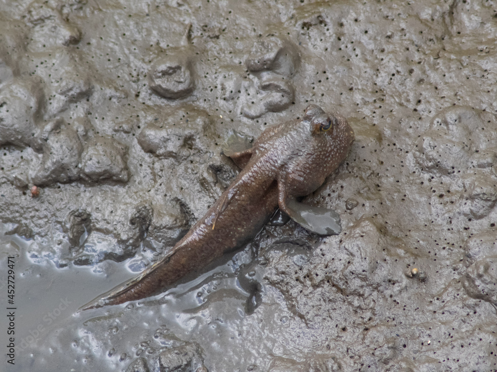 Muddy Mudskipper
