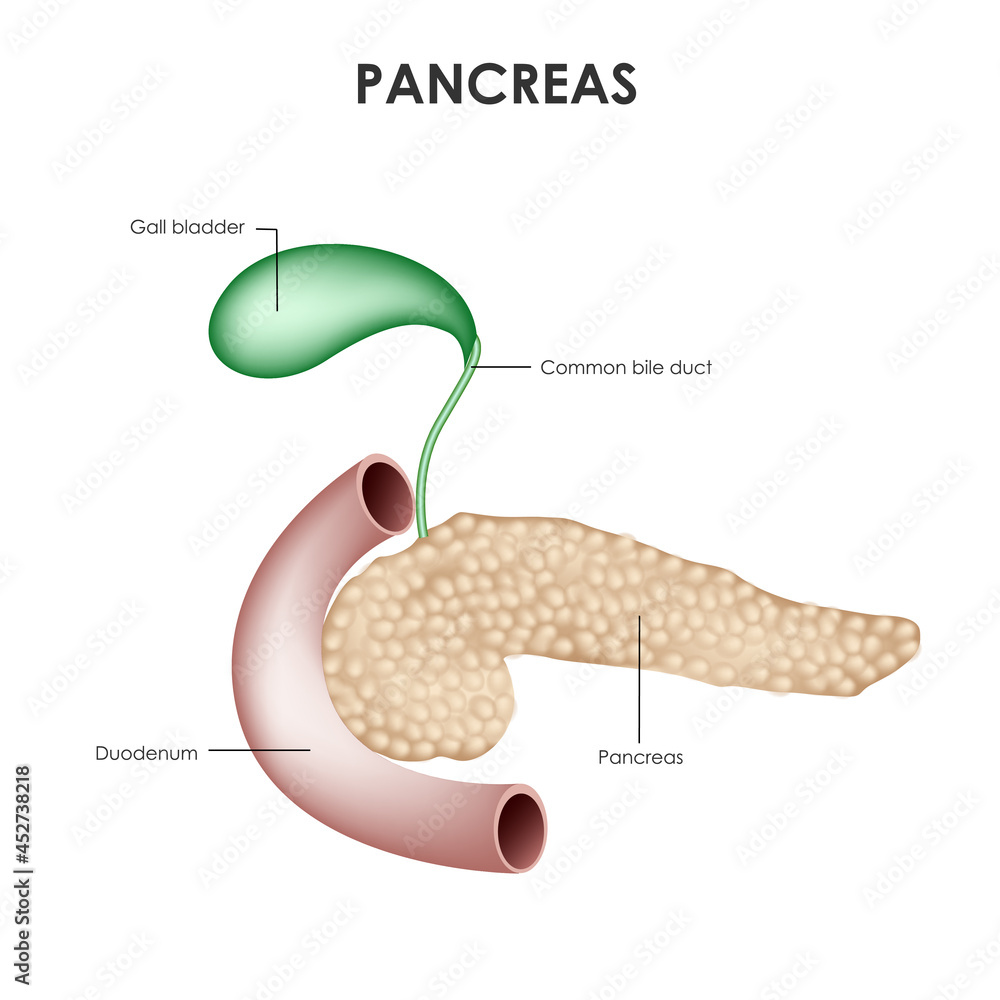 Pancreas, duodenum and gallbladder. Realistic medical illustration ...