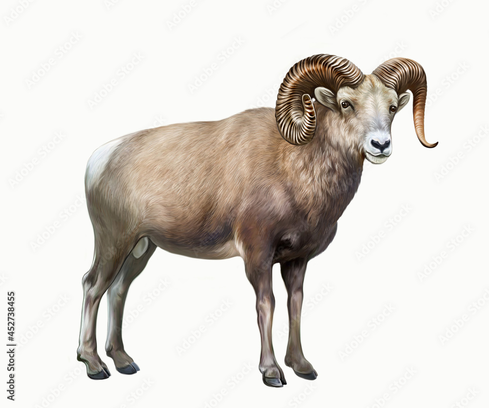 Poster The bighorn sheep (Ovis canadensis) – Wall Art | UkPosters