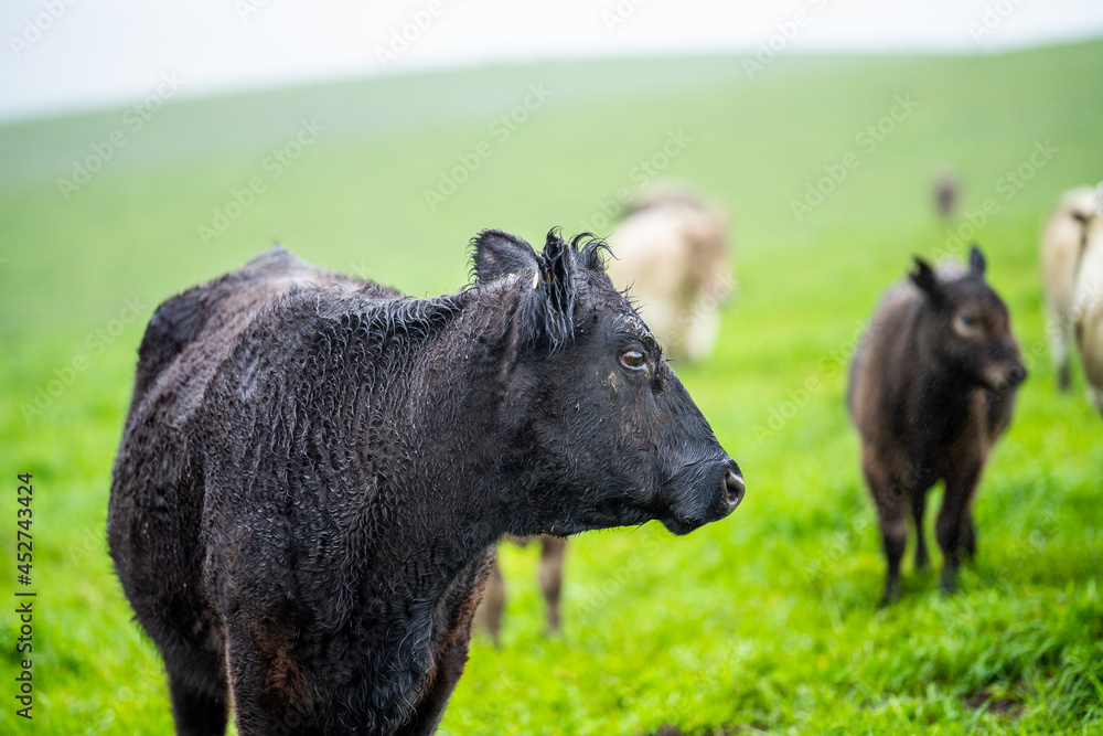 Beef cows and calfs grazing on grass in south west victoria, Australia ...