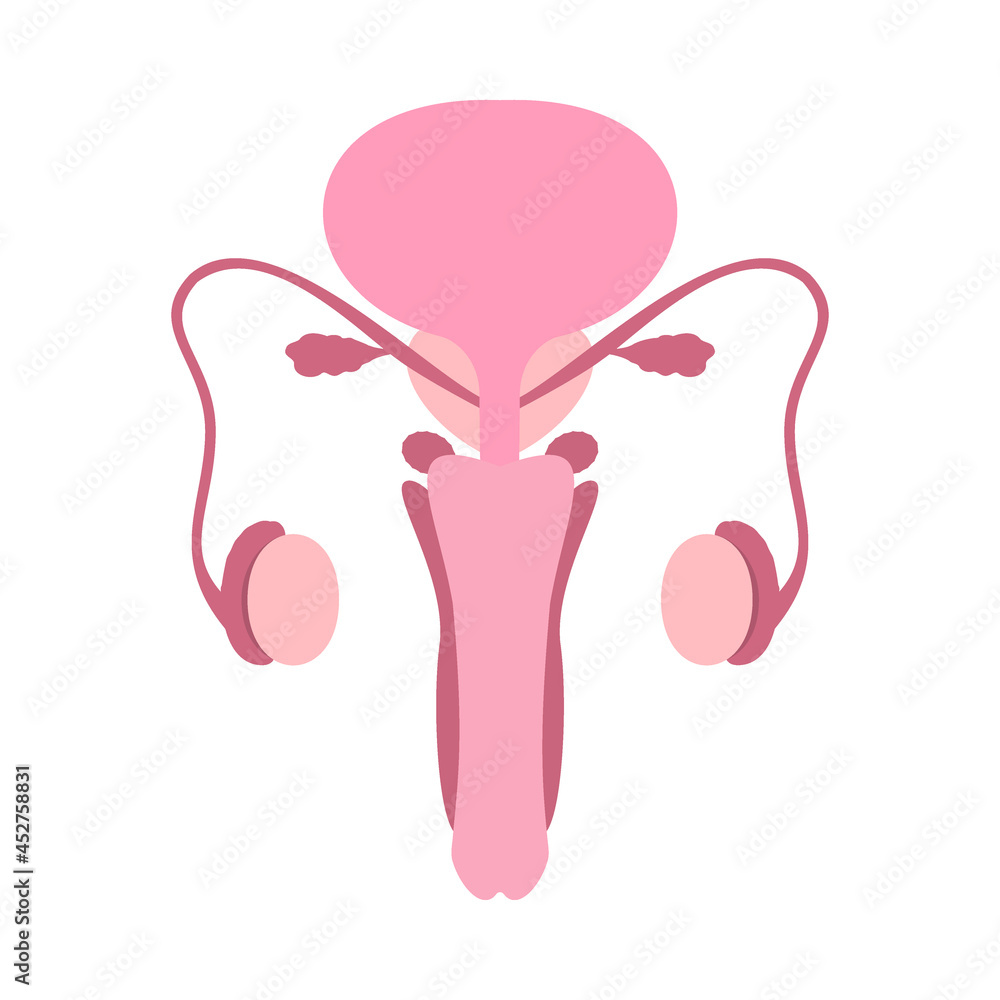 Colorful male human reproductive system on white background ...
