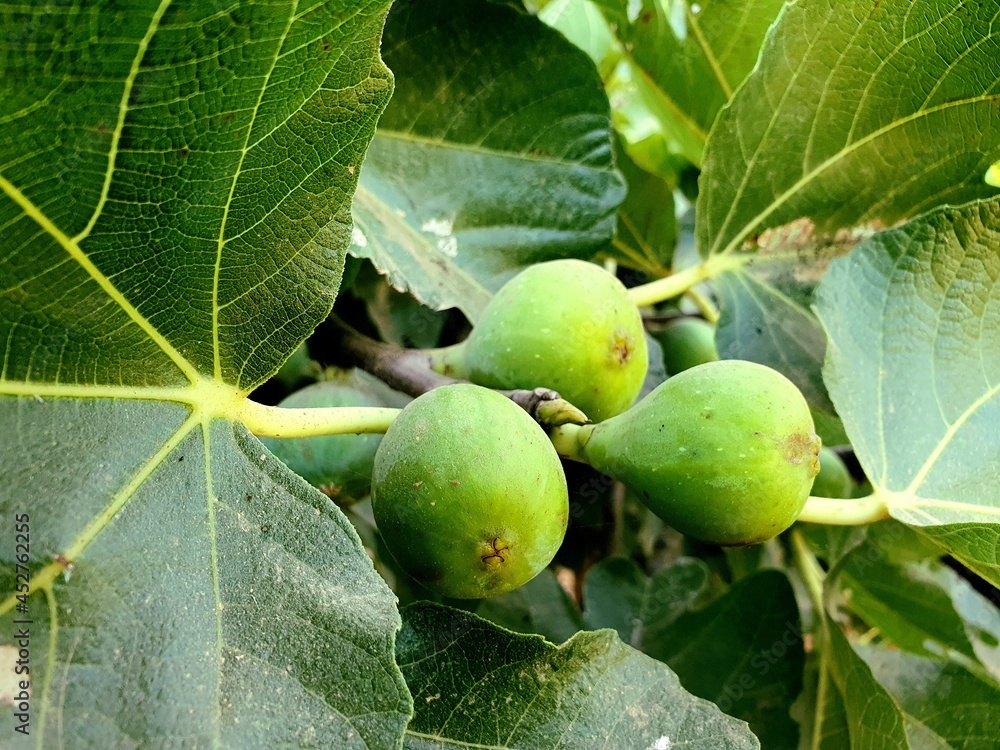 The fig is the edible fruit of Ficus carica. Green figs in a tree ...