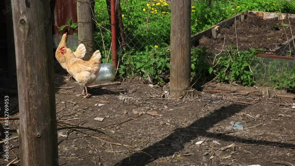 Free range chicken on organic animal farm freely grazing in yard on ...