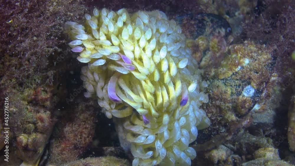 Cocoons of the predatory mollusk Rapana venosa, the invader in the ...
