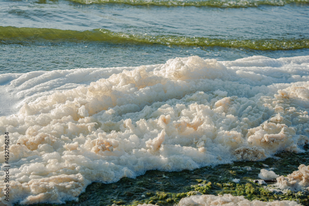 metaphiton a community of organisms, algae, bacteria, detritus ...