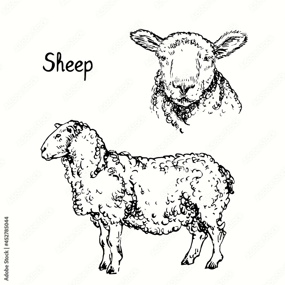 Sheep standing side view and head front view. Ink black and white ...