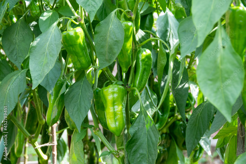 Rotten green pepper. Botrytis blight. Diseases of the capsicum and bell ...