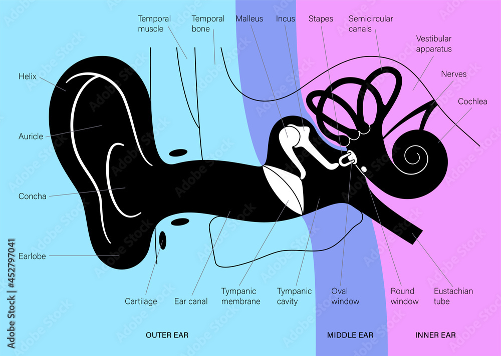 Ear anatomy diagram Stock Vector | Adobe Stock