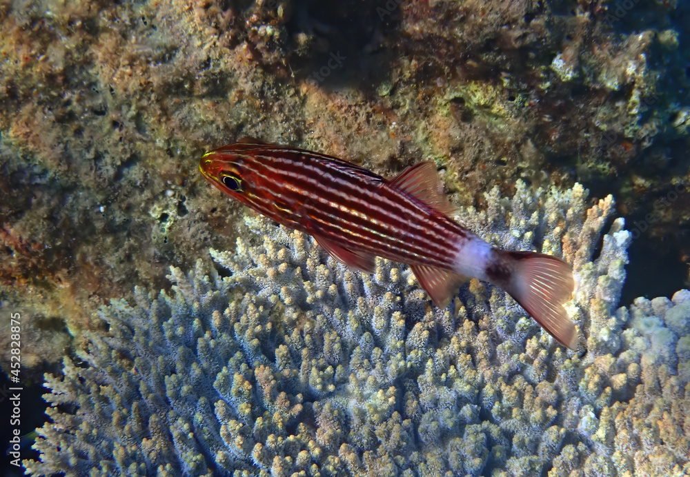 Crown squirrel-fish, scientific name is Sargocentron diadema, belongs ...