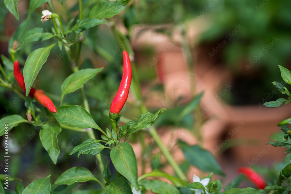 chili peppers on the tree in garden. Red chili pepper tree in pot plant ...