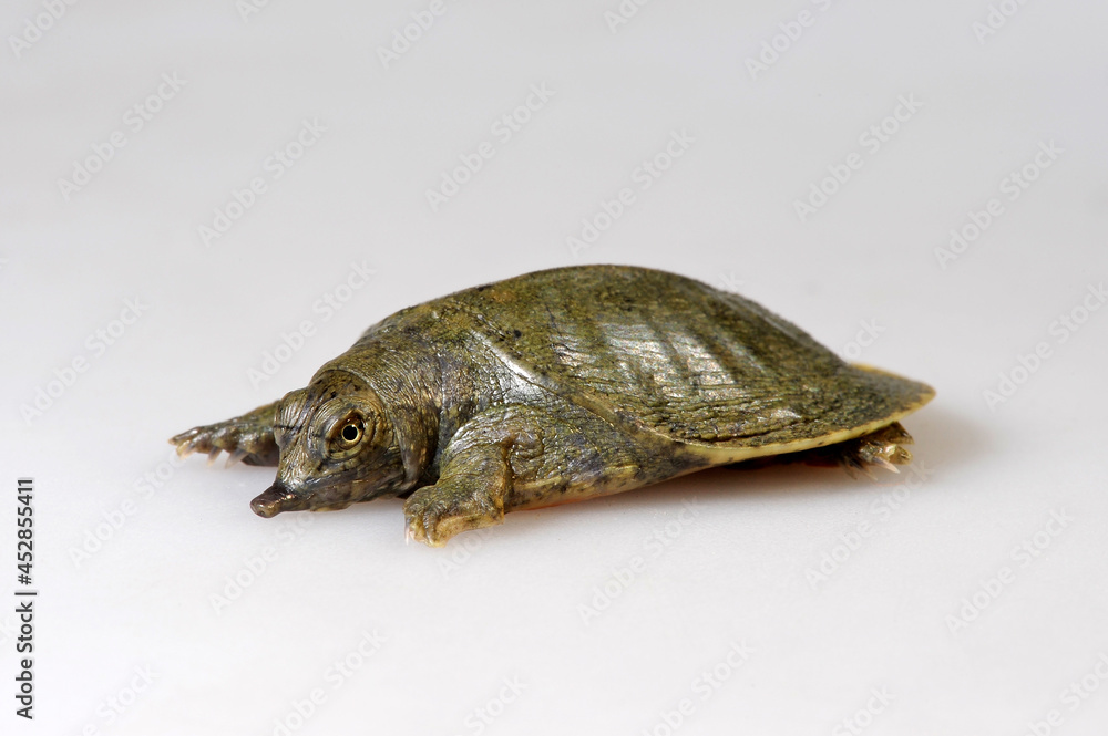 Chinese softshell turtle // Chinesische Weichschildkröte (Pelodiscus ...