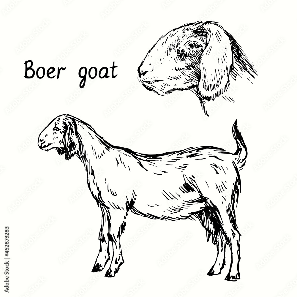 Boer goat standing and head side view. Ink black and white doodle ...