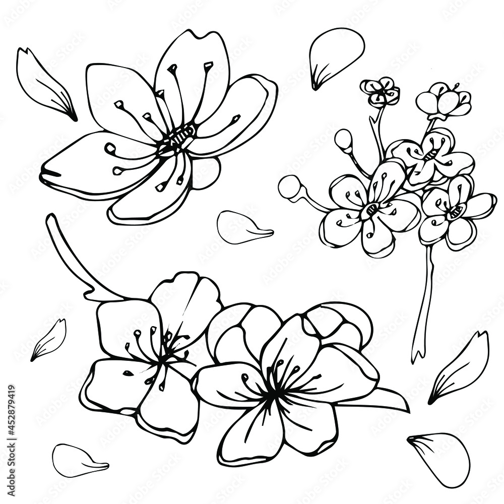 Sakura flower doodle icon. Vlack line isolated on white. Vector ...