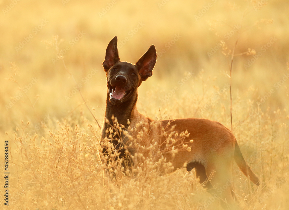 Outdoor portrait of a beautiful Malinois puppy Stock Photo | Adobe Stock