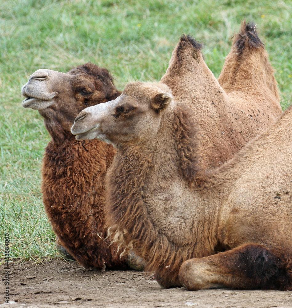The Bactrian camel, also known as the Mongolian camel or domestic ...