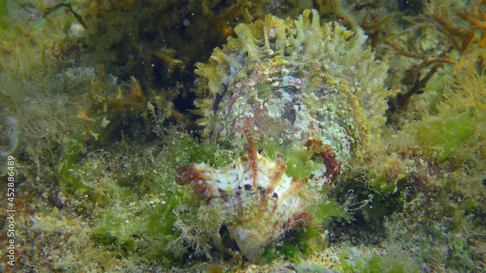 Invasive mollusc Rayed Pearl Oyster or Atlantic Pearl-oyster or Gulf ...
