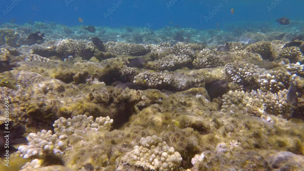 Group of Farmerfish protects the territory and burrows in the coral ...