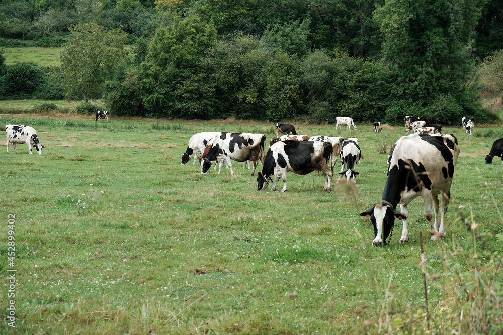 Dairy cows in Asturian fields, Spain Stock Photo | Adobe Stock