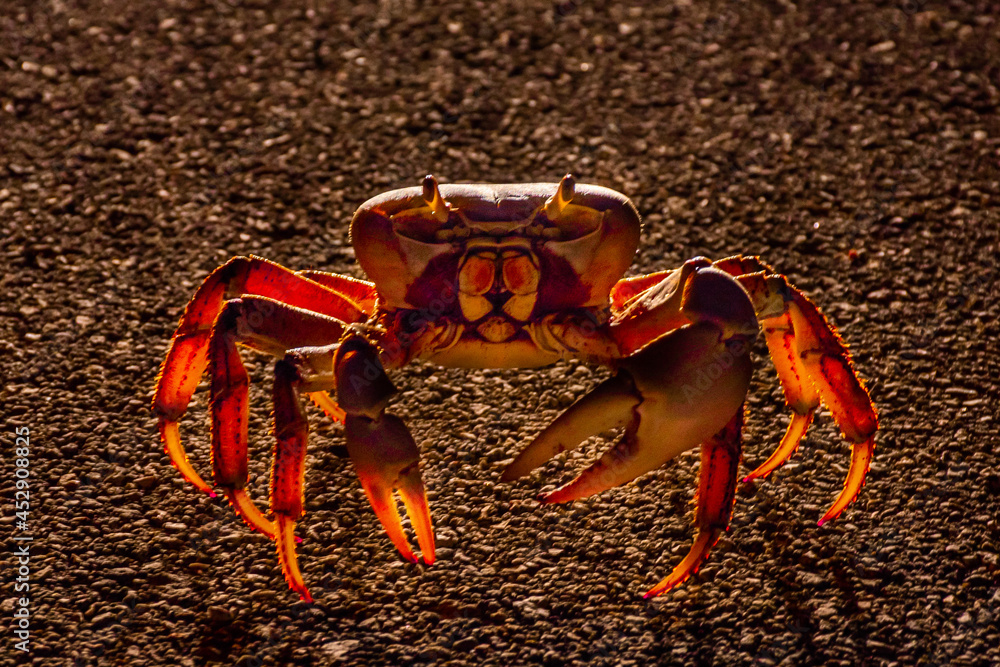 Zombie Crabs