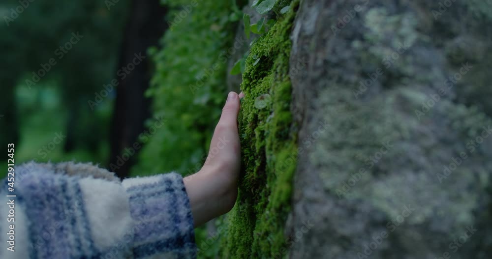 Female hand gently touches fresh spring green moss growing on old tree ...