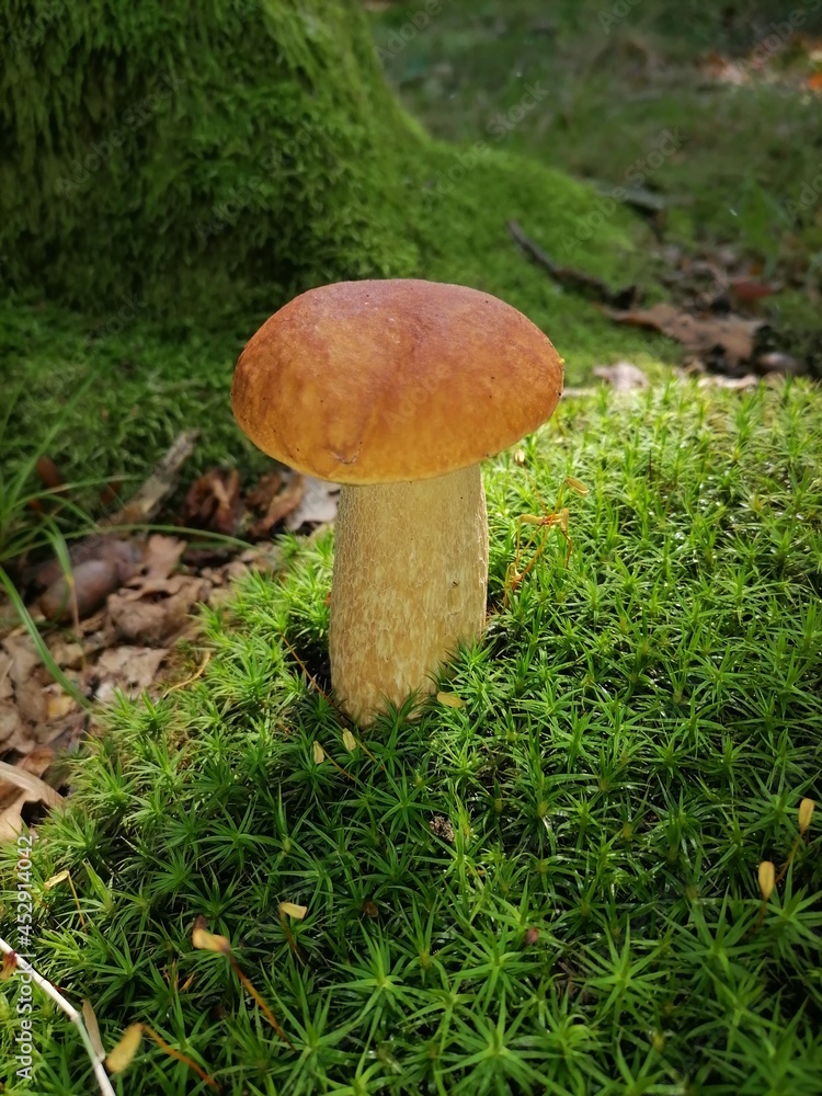 Prawdziwek grzyb polski Stock Photo | Adobe Stock