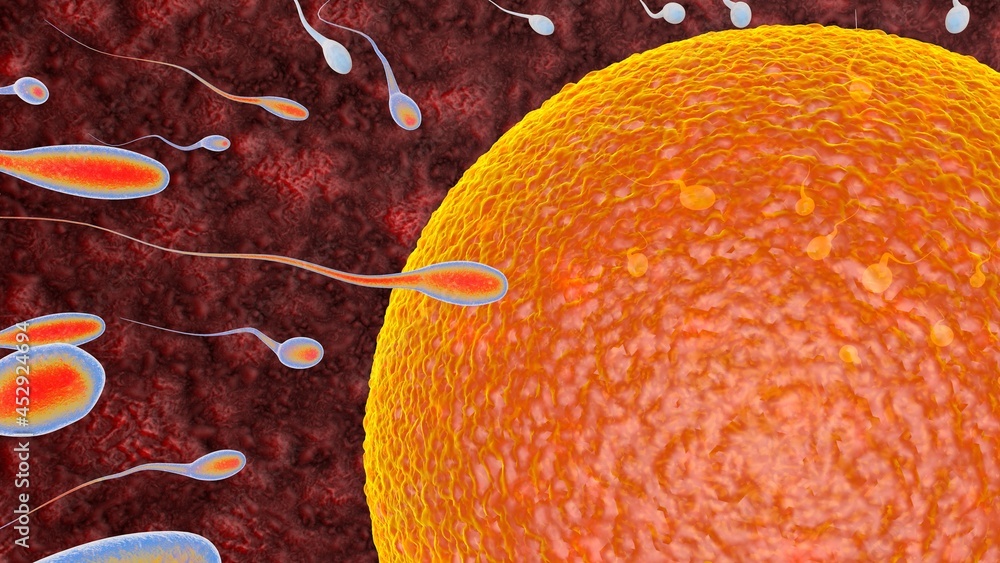 Fertilization is the fusion of haploid gametes, egg and sperm Concept ...