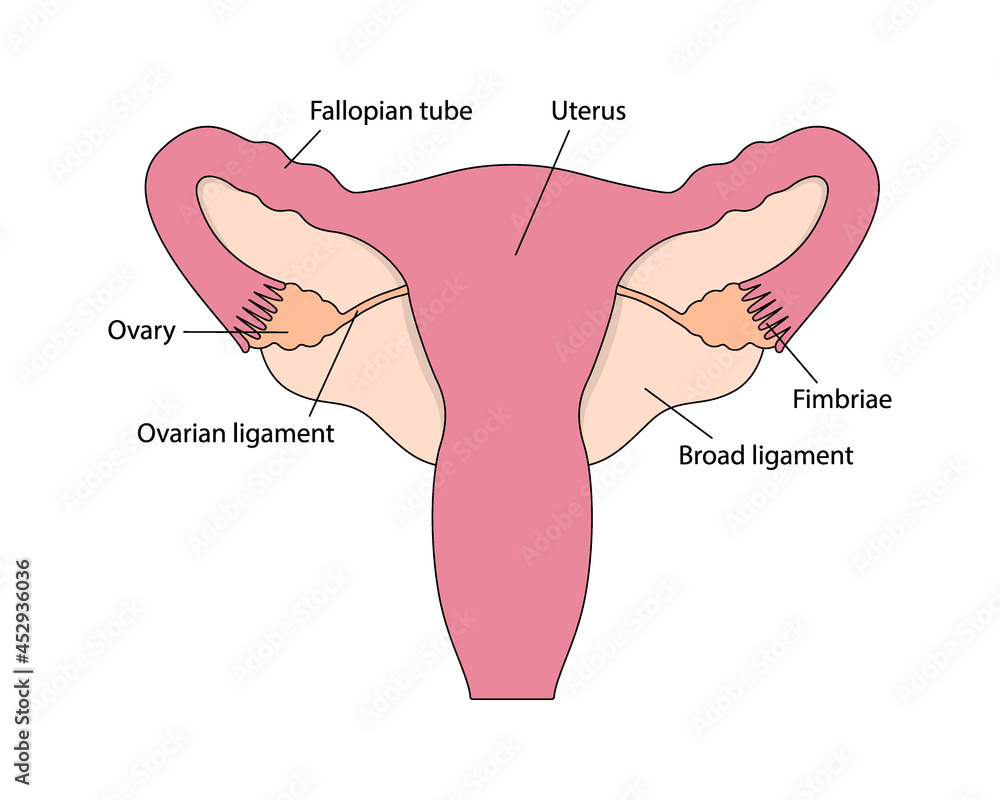 Colorful Picture Of Healthy Female Human Reproductive System With