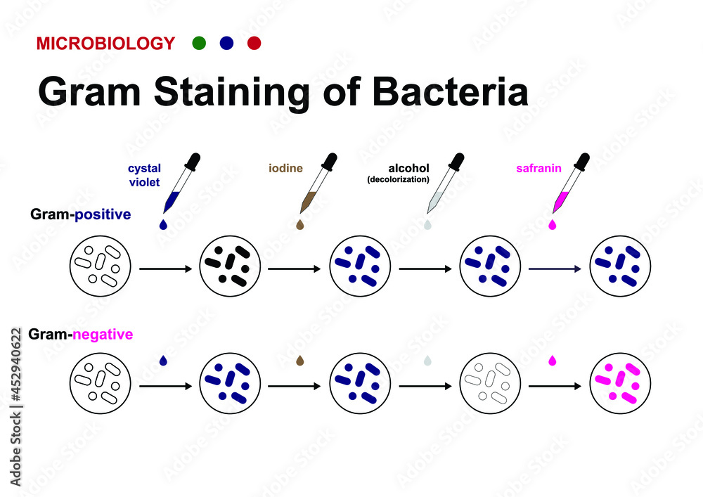 microbiology diagram show gram staining technique for identify gram ... microbiology diagram show gram staining technique for identify gram ...